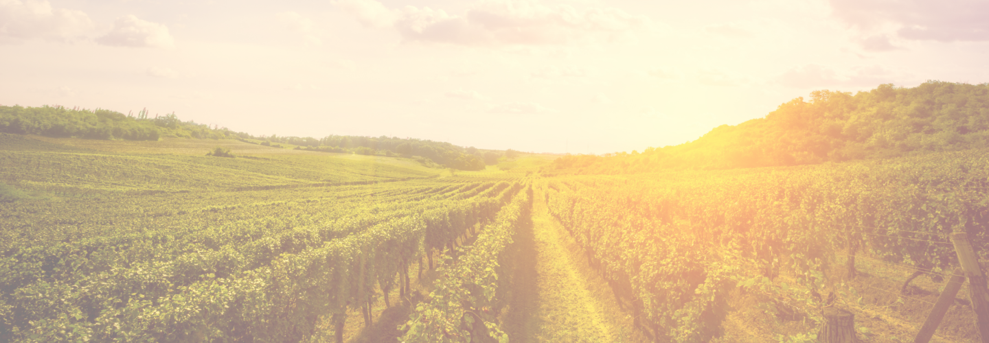 Our Team | Vineyard Asset Management, LLC